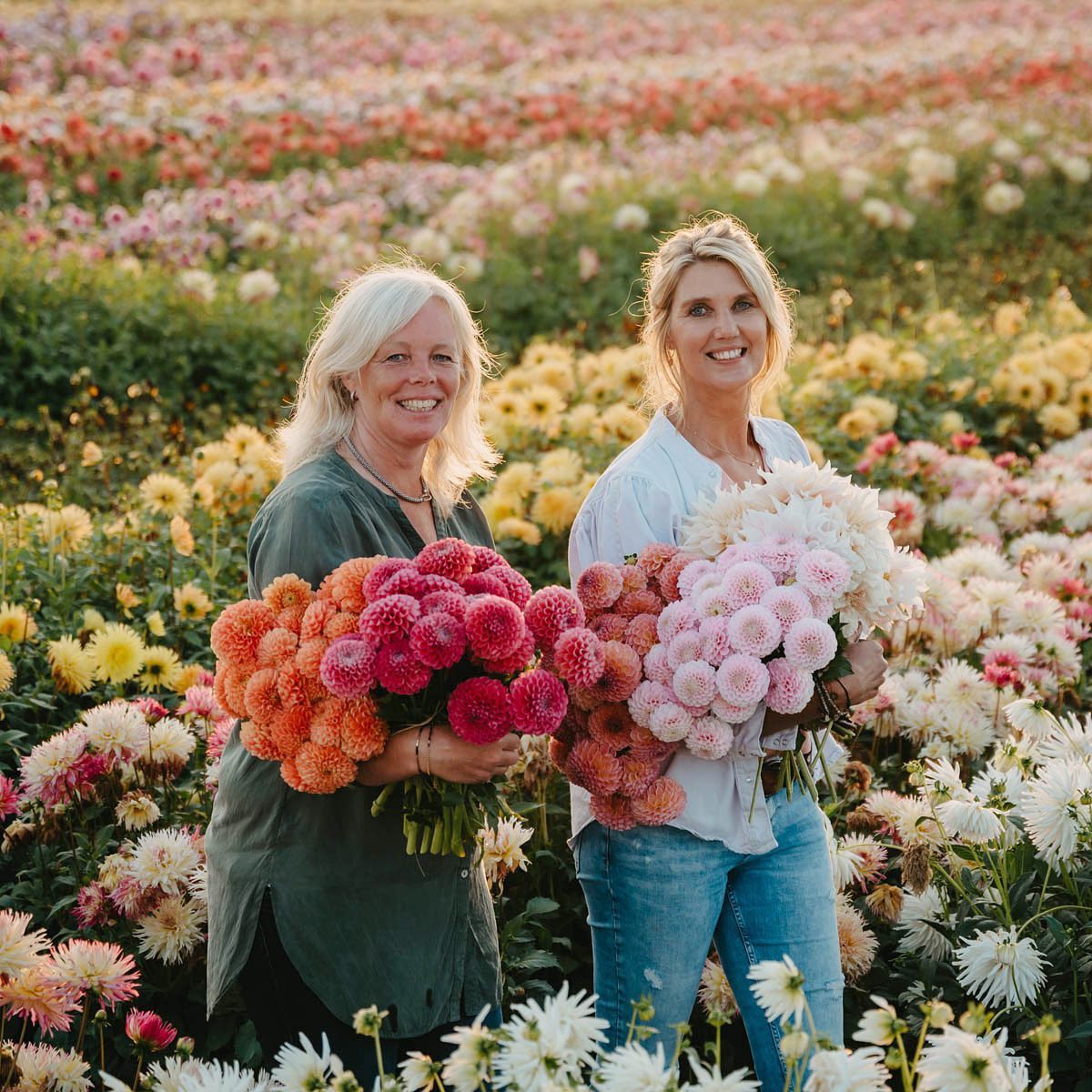 Episode 767 Floral Tourism At Fam Flower Farm In Lisse Holland Slow